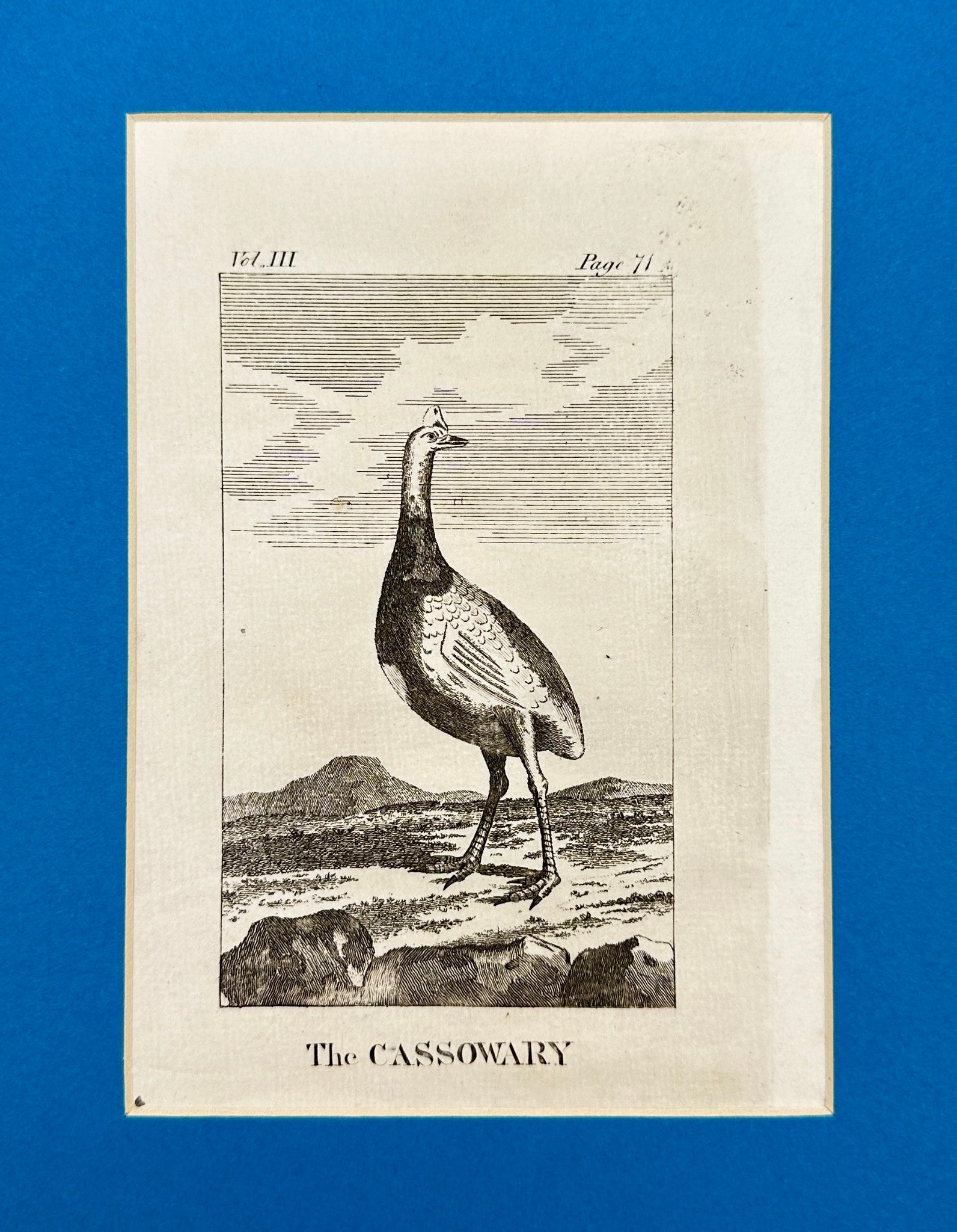 Antique Bird Print - Oliver Goldsmith - The Cassowary - Casuarius - F2 ...